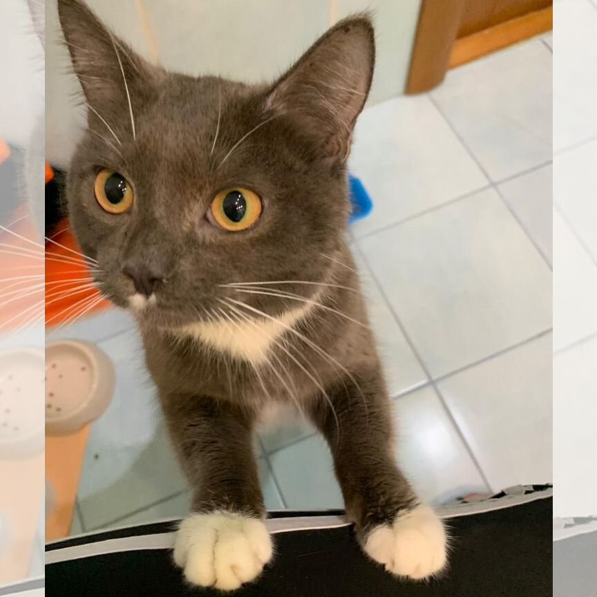 Сибирский котёнок