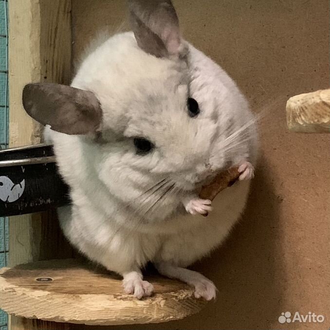 Отдаю шиншилл