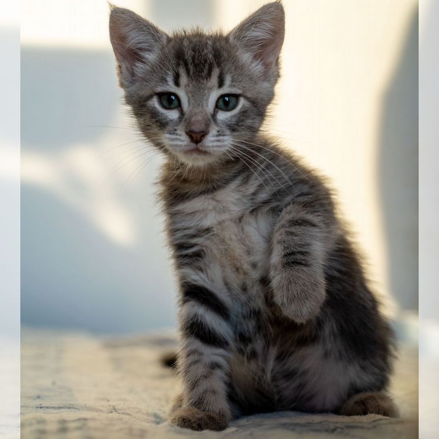 Котенок ищет семью