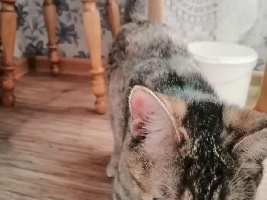 Кошка