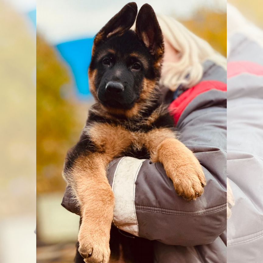 Немецкая овчарка, щенок