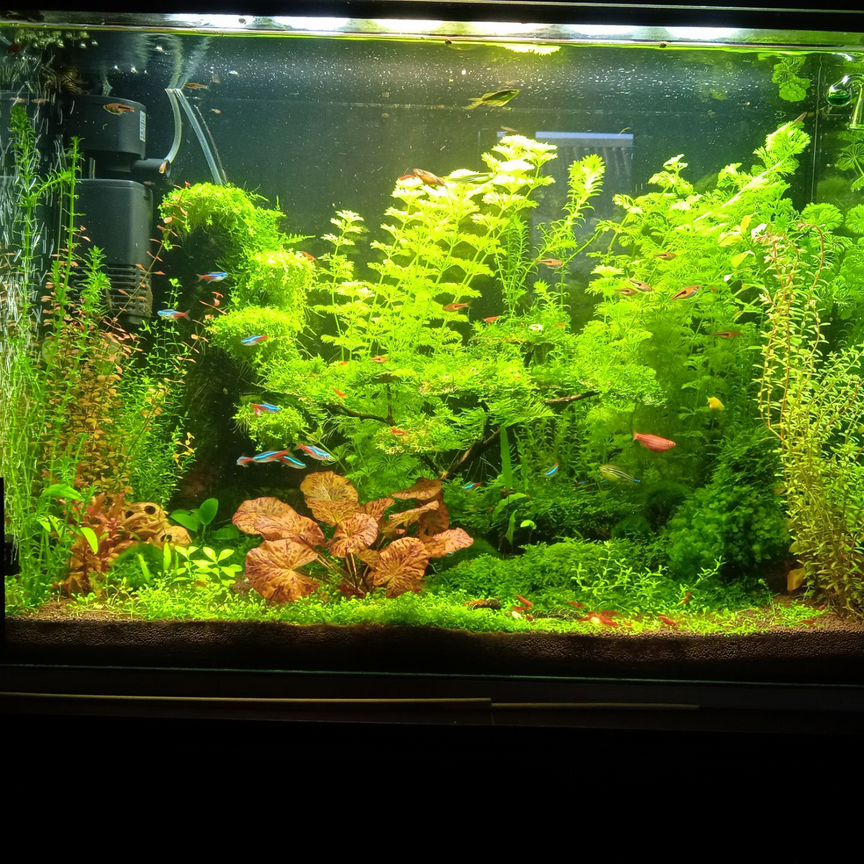 Растения для аквариума