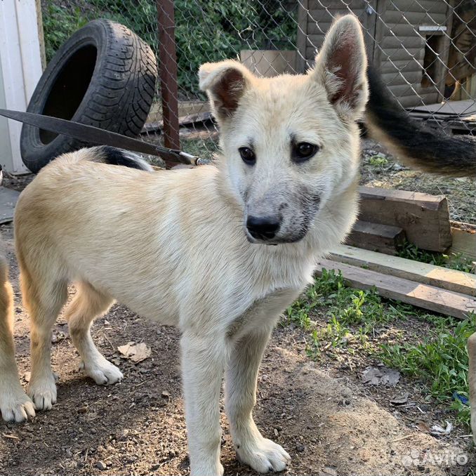 Щенок-метис лайки, 3,5 месяца