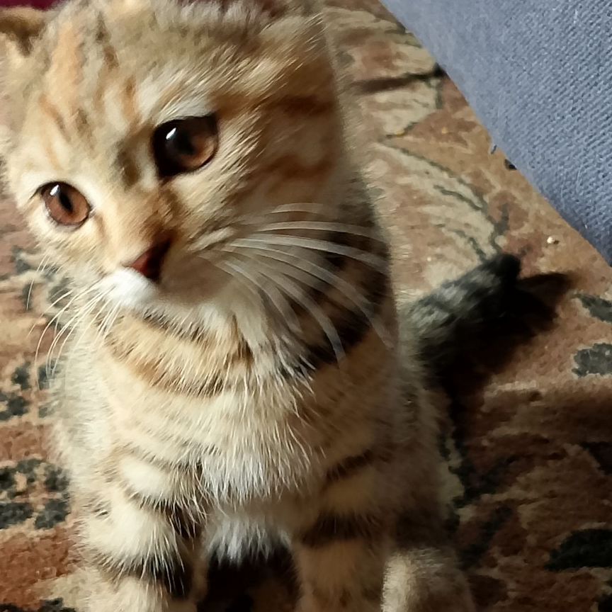 Кошечка в добрые руки