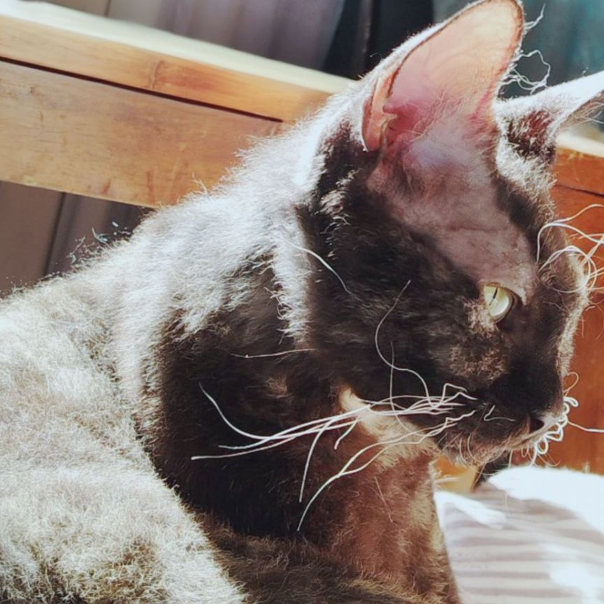 Корниш-рекс, взрослая кошка