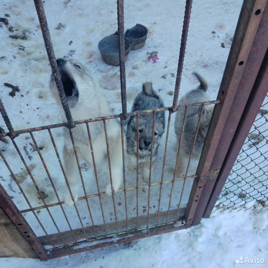 Охотничьи щенки, лайки