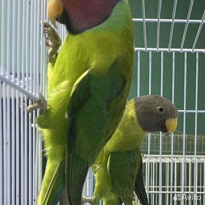 Сливоголовый попугай