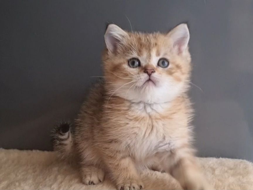 Золотой мальчик