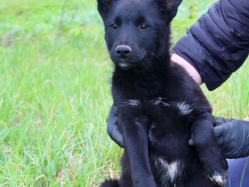 Девочка в добрые ручки