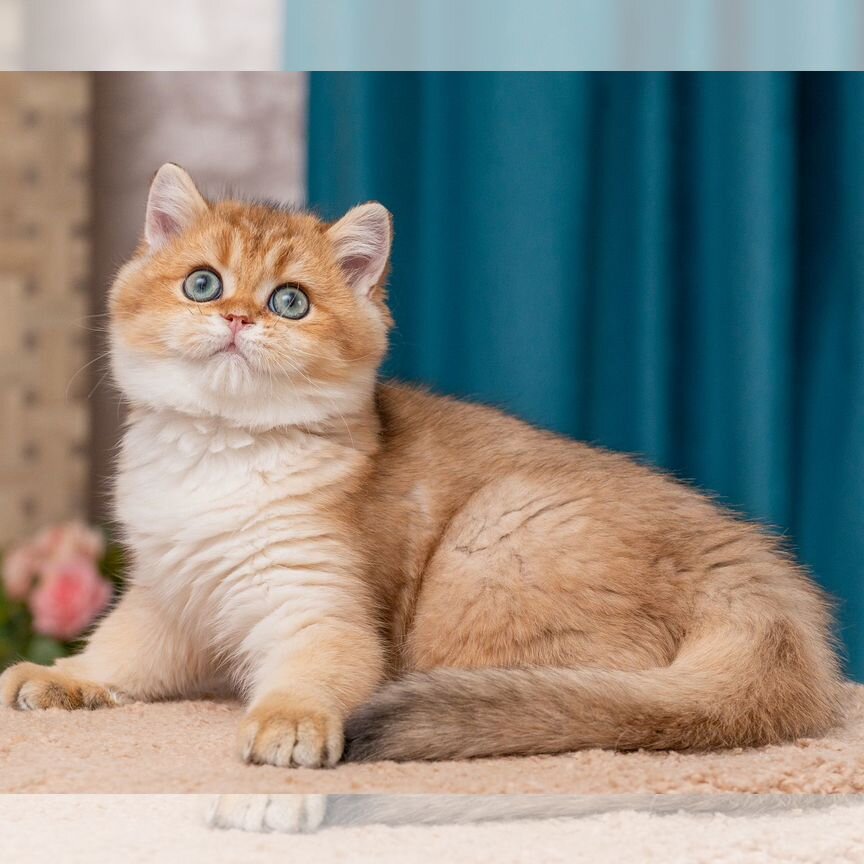 Британский короткошёрстный котёнок