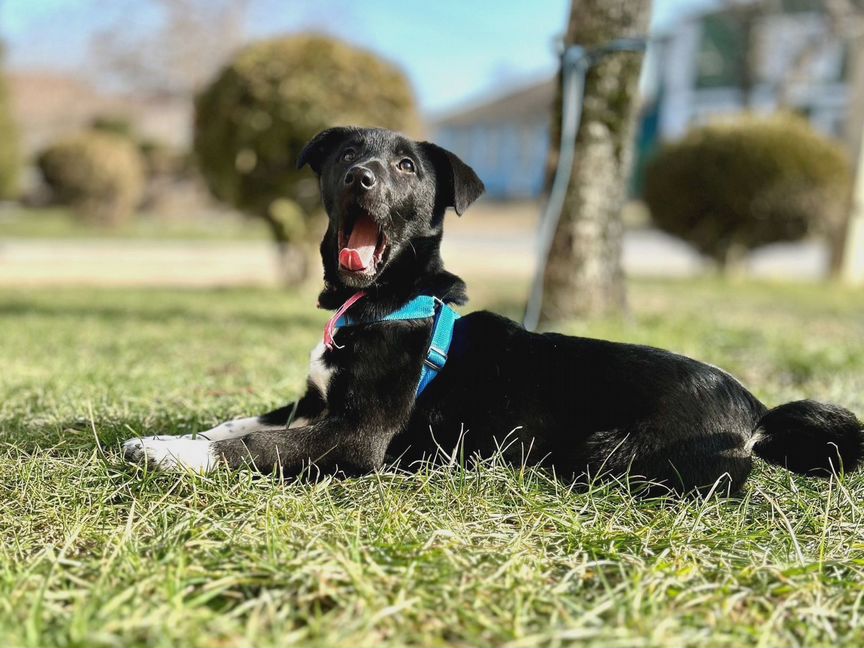 Дуня ищет дом