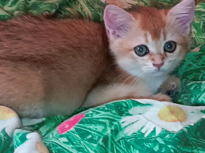 Котята золотая шиншилла