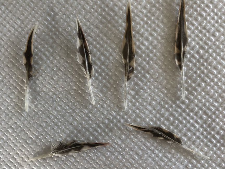 Перо вальдшнепа