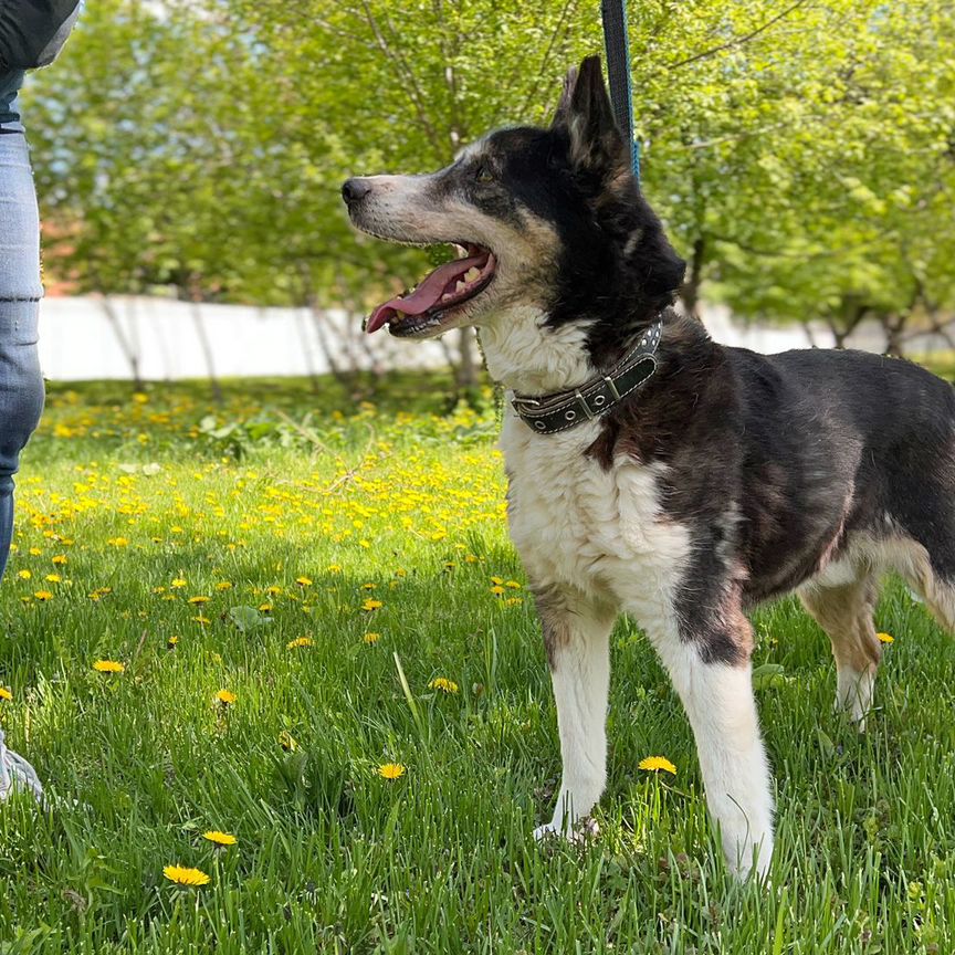 Чак в приюте