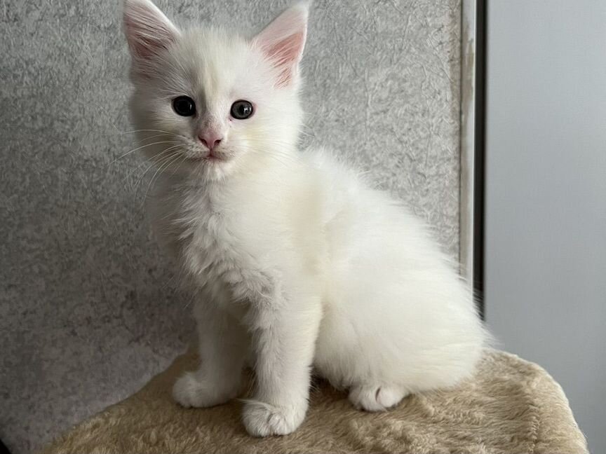 Котята мейн-кун