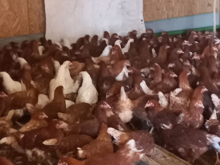 Куры несушки