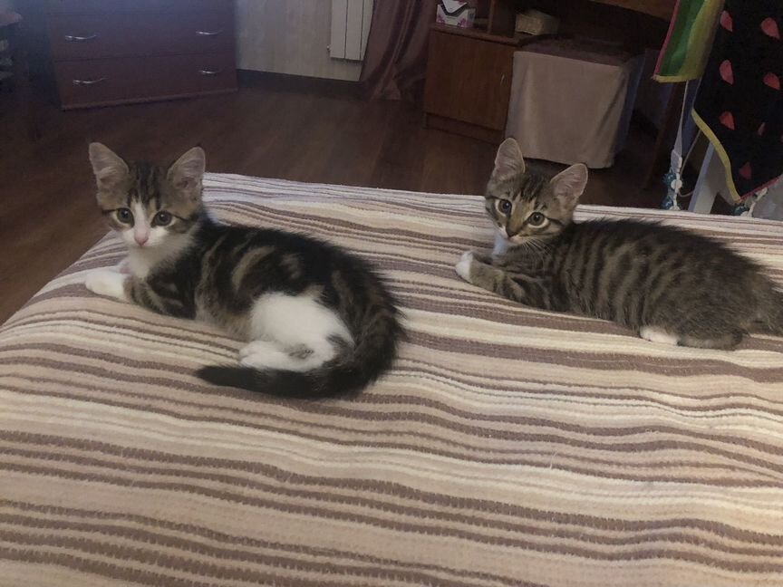 Кошка