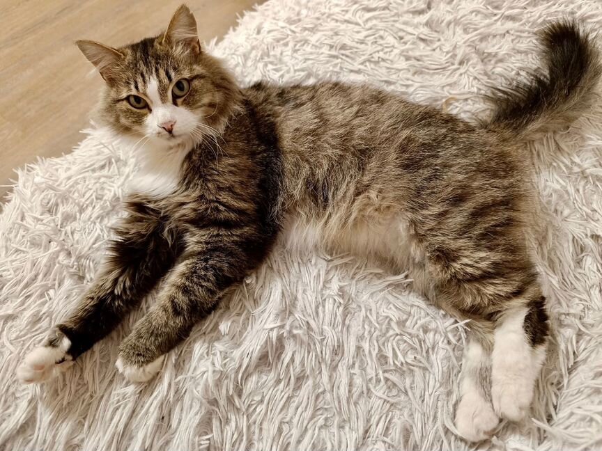 Шикарный красотун