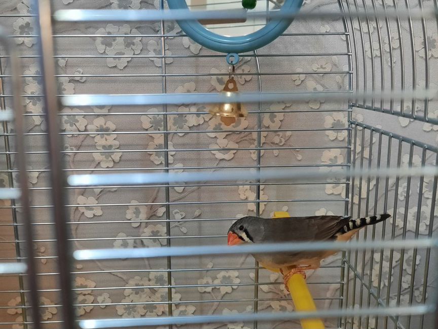 Клетка с птичкой породы амадина