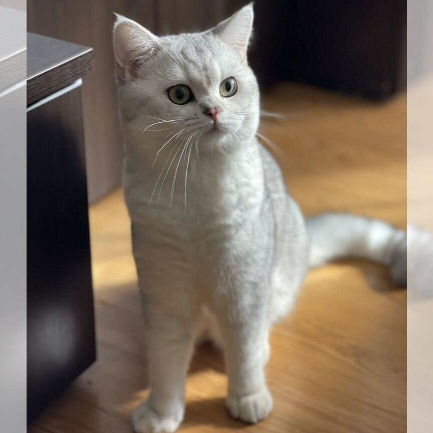 Британская серебристая шиншилла, вязка кота