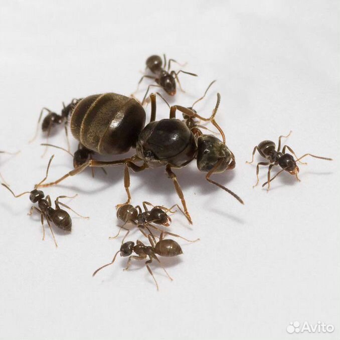 Муравьи lasius niger чёрный садовый муравей