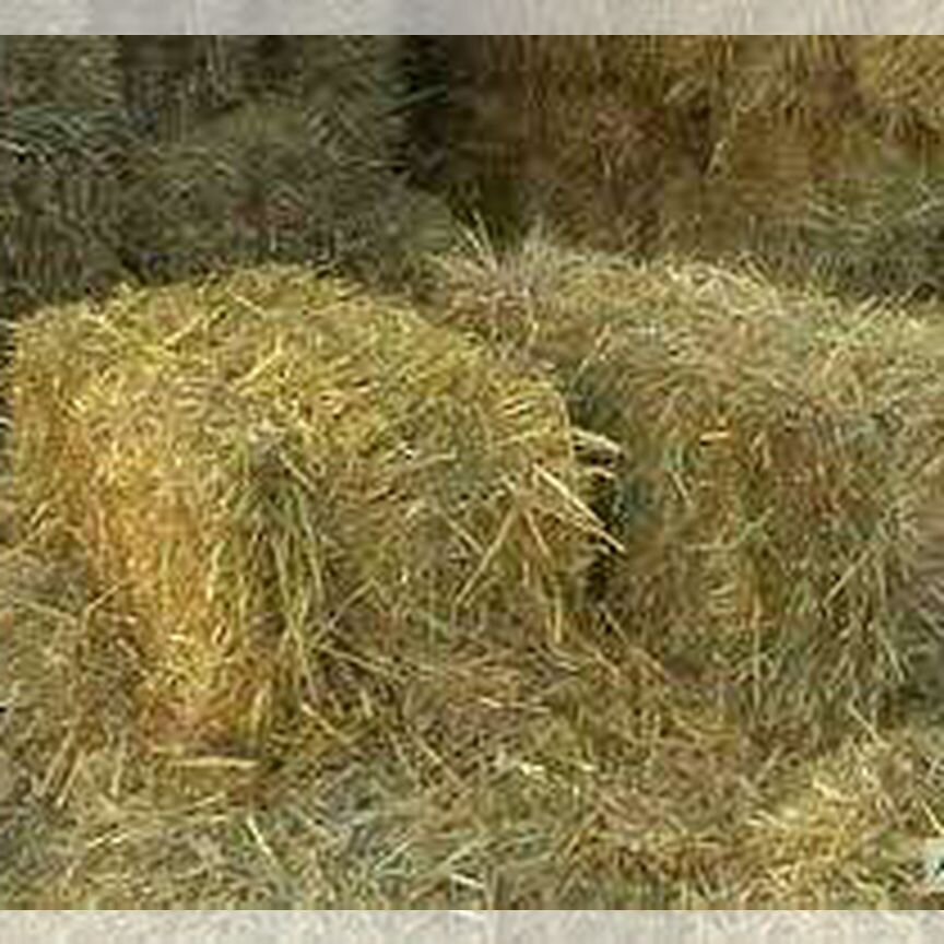 Продам сено люцерны