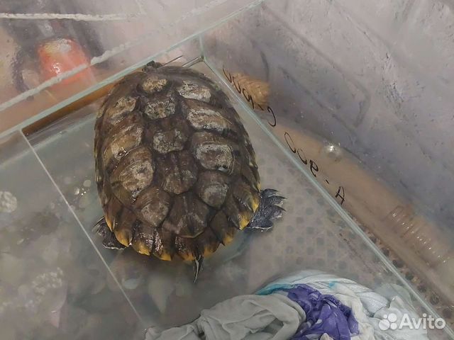 Красноухая черепаха