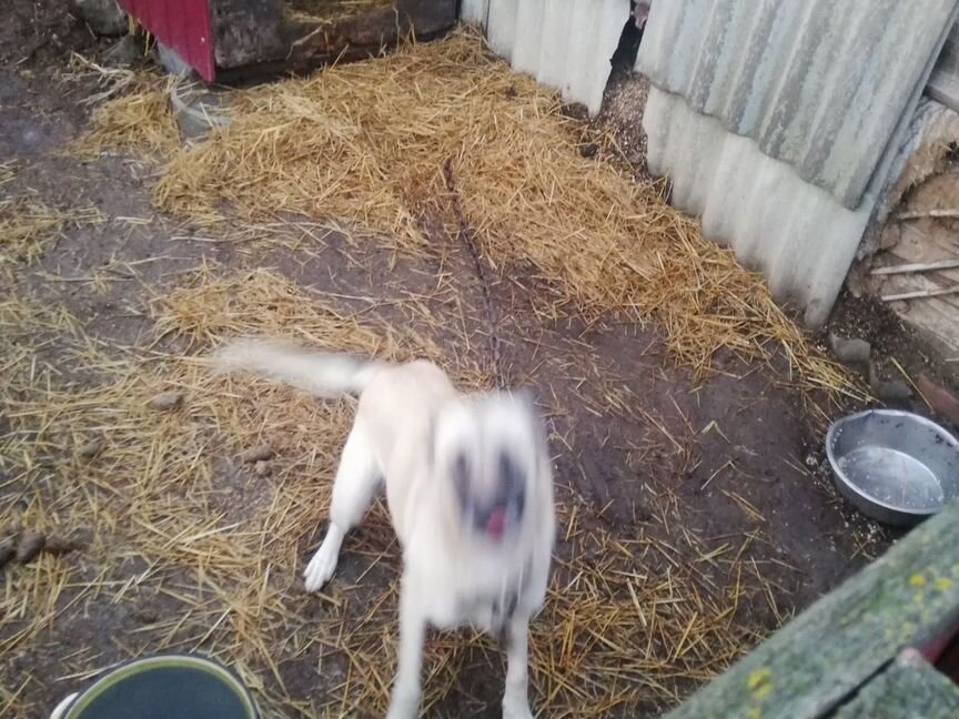 Пастушья собака