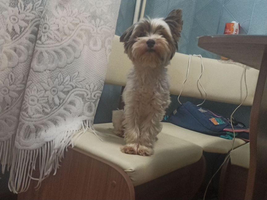 Бивер йорк