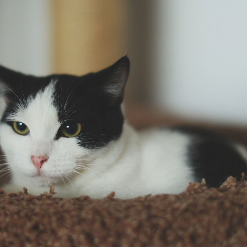 Котики бесплатно