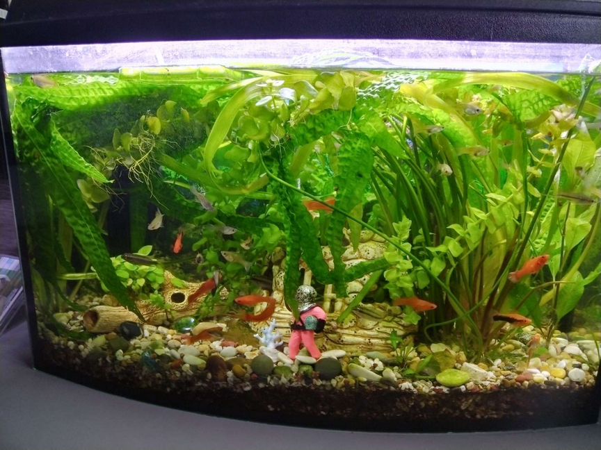 Аквариум и аксессуары к нему