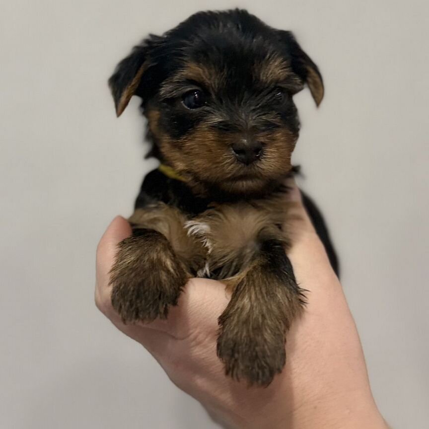 Йоркширский терьер, щенок