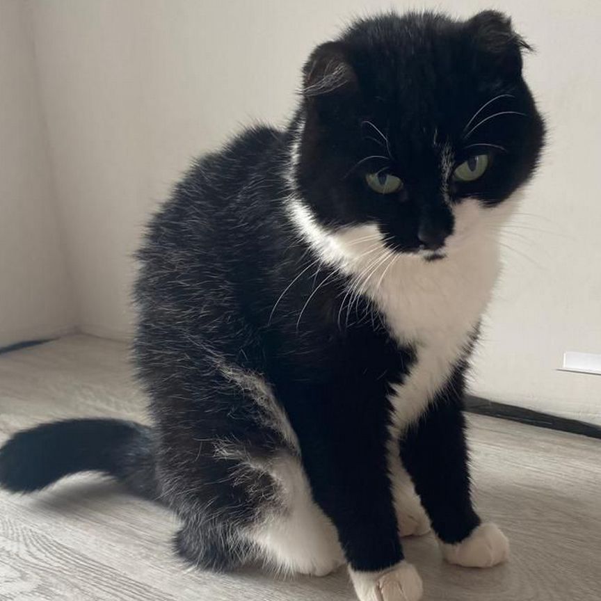 Молоденькая кошка ищет дом