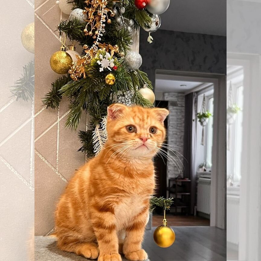 Шотландский вислоухий короткошёрстный котёнок