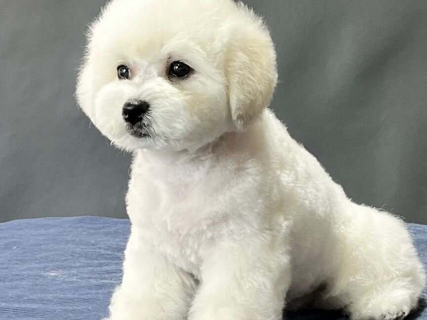 Щенки бишон фризе крови импорт