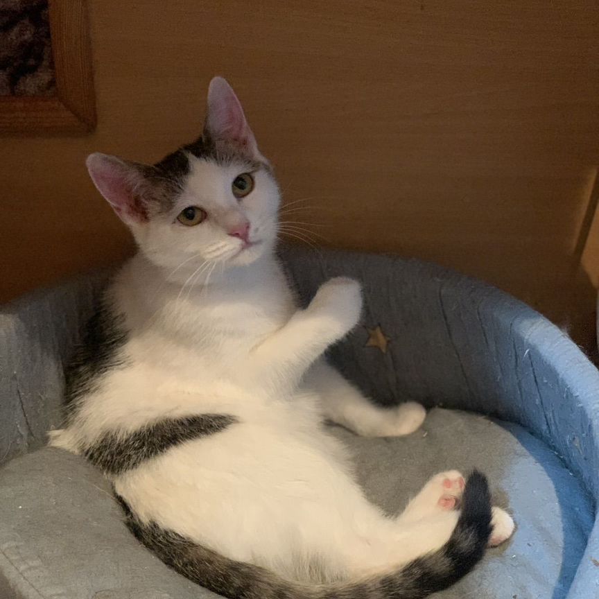 Котенок в добрые руки