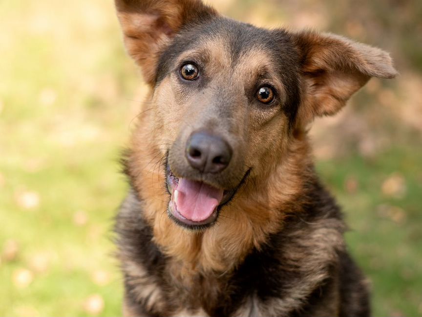 Айва эльфийская красавица в поисках семьи