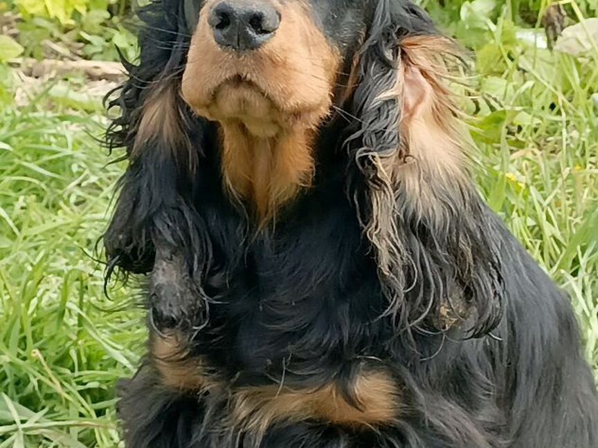 Английский кокер спаниель. Ожидаем щенков