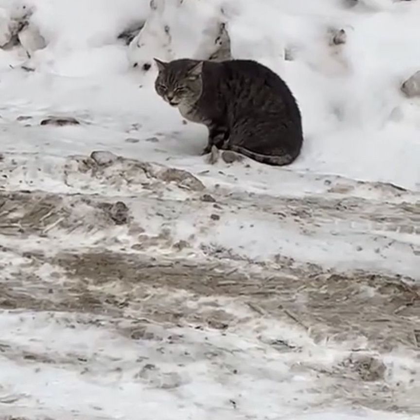Кошечке нужна помощь