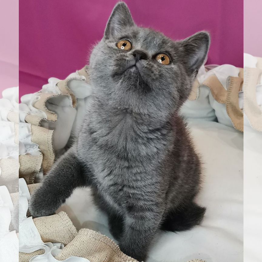 Британский короткошёрстный котёнок