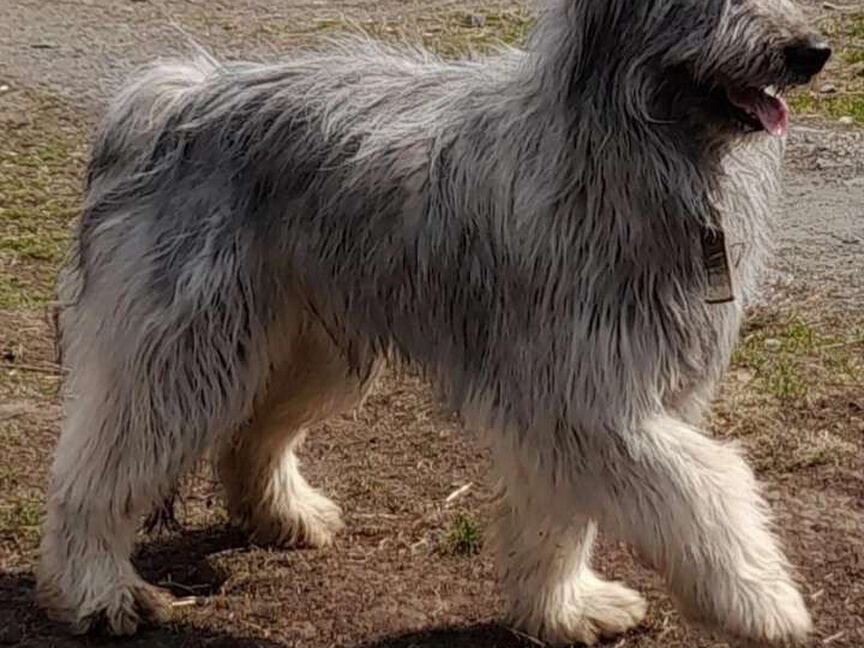 Собака-домовенок