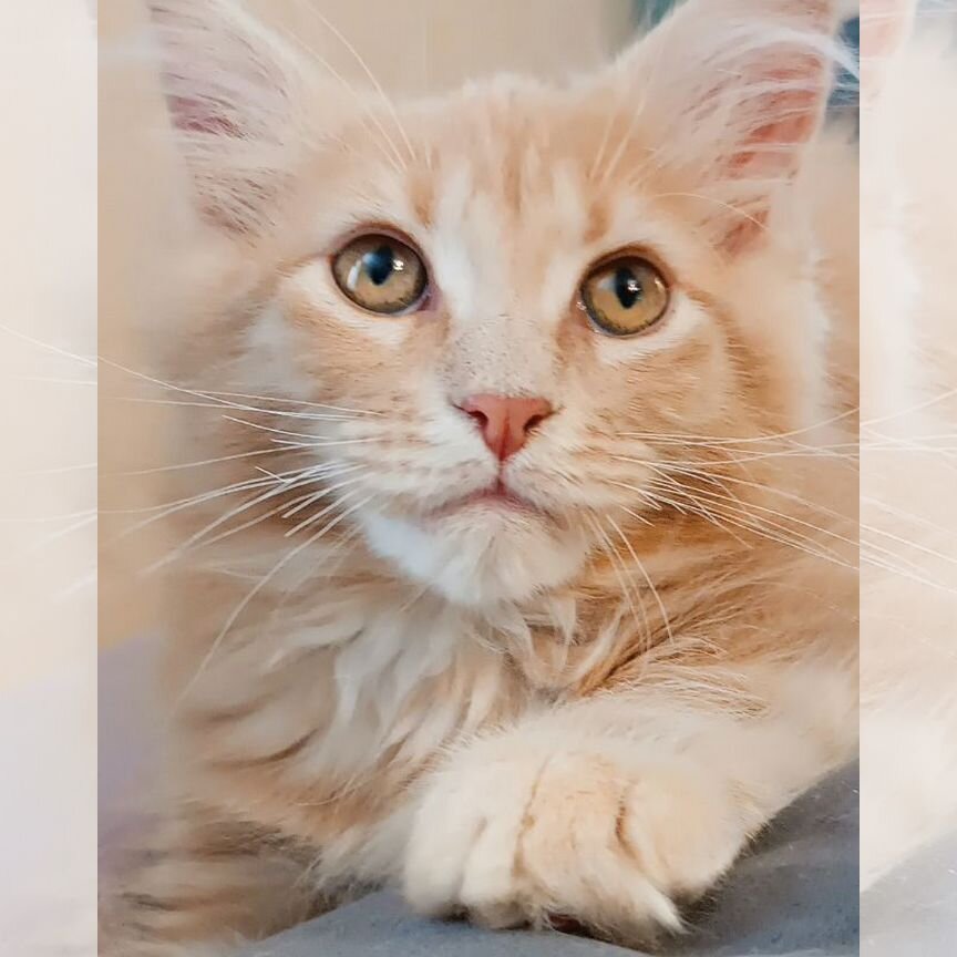 Мейн-кун котёнок