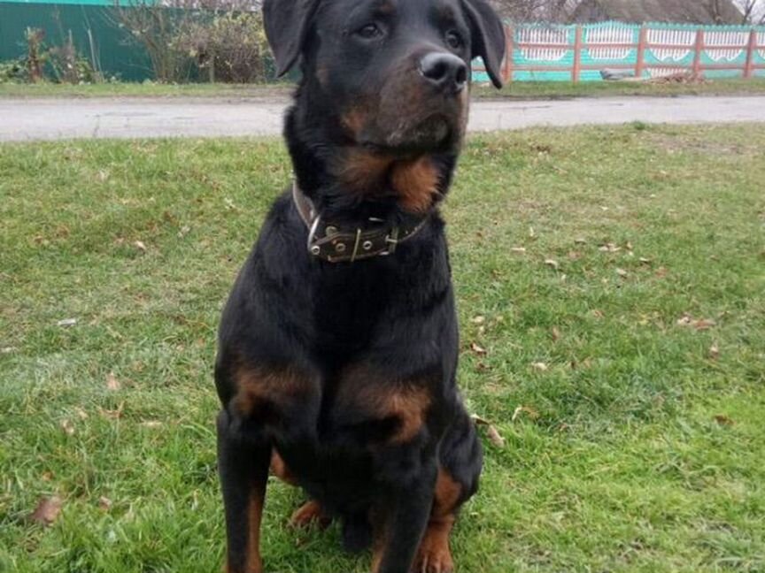 Остался без хозяина хороший пёс