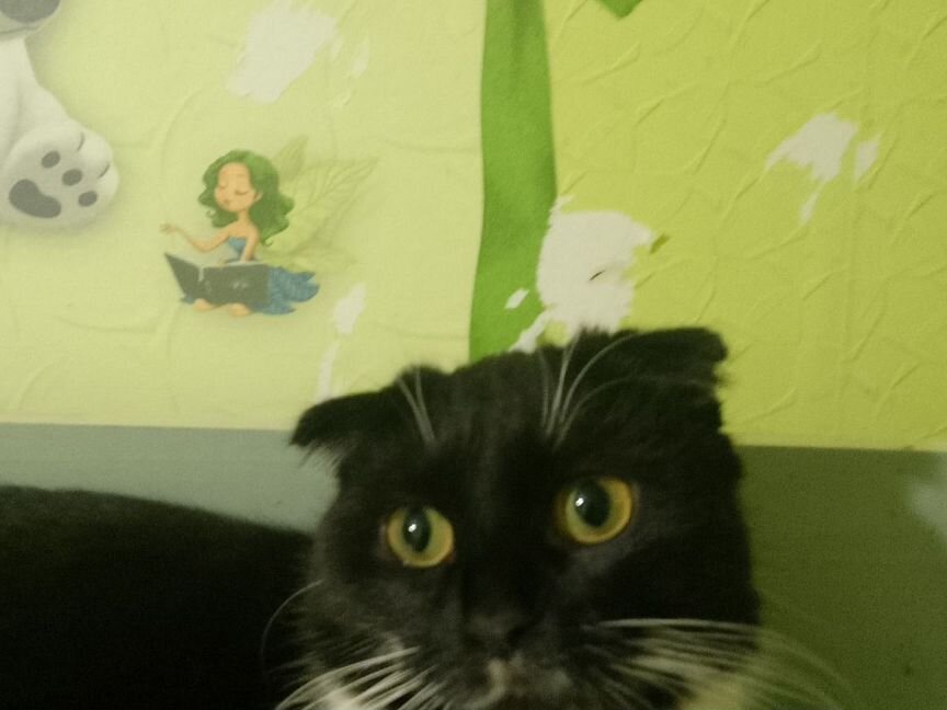 Шотландская вислоухая кошка бесплатно