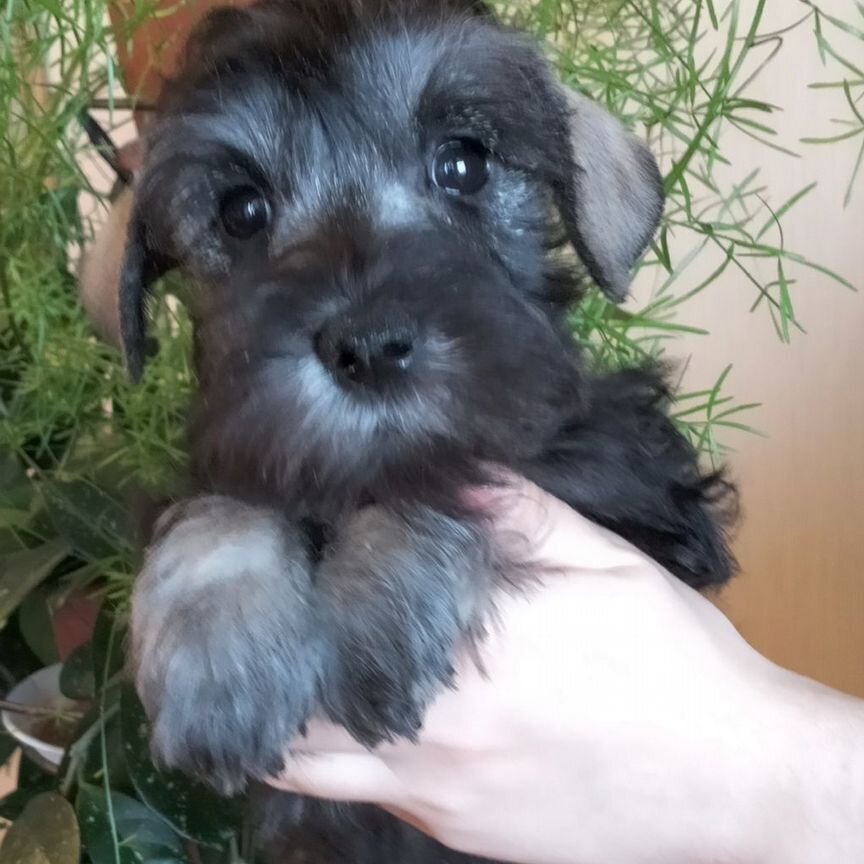 Цвергшнауцер, щенок