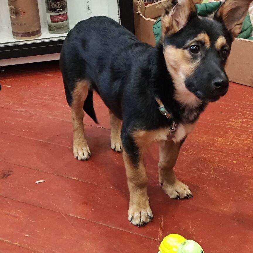 Немецкая овчарка, щенок