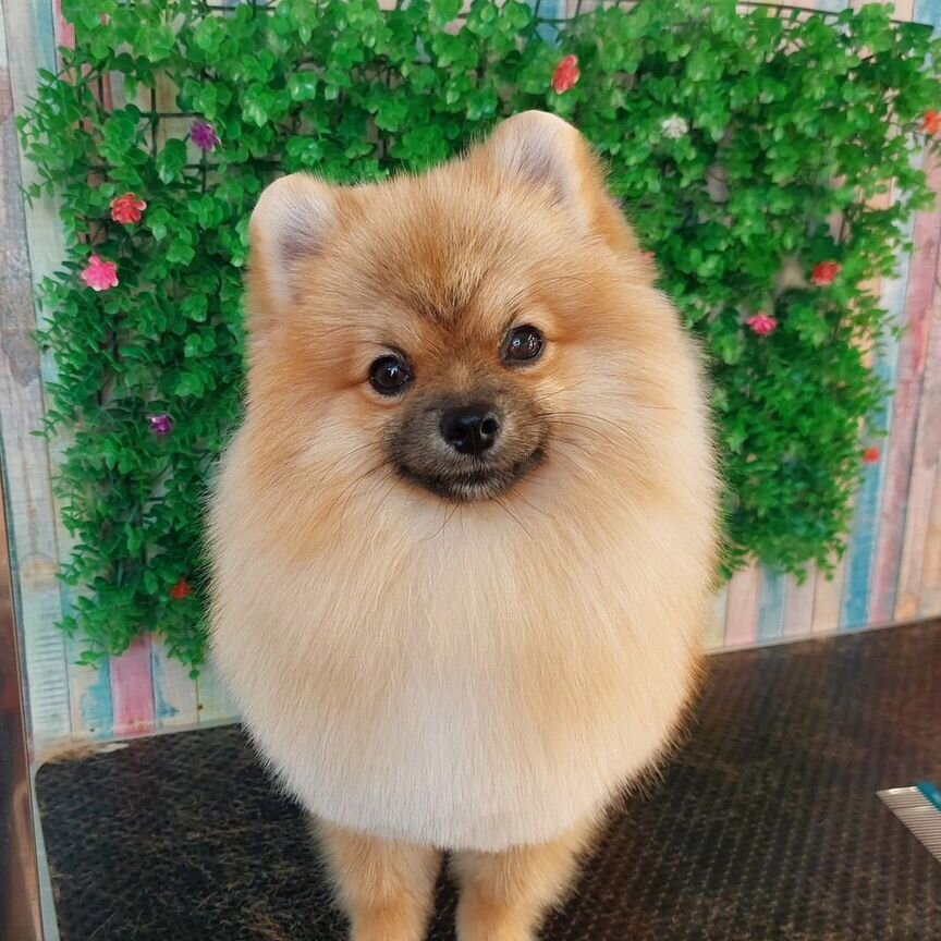 Померанский шпиц