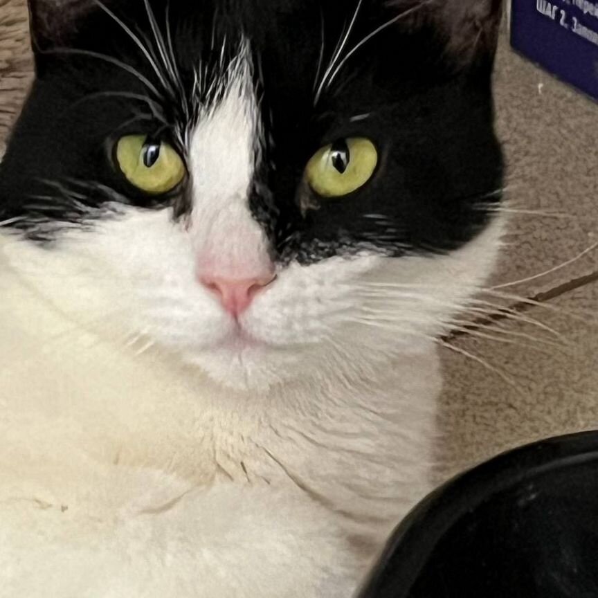 Кошечка Катя в добрые руки