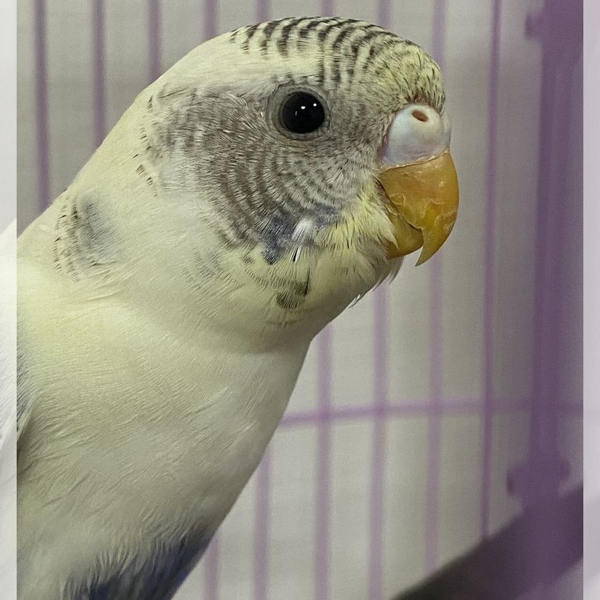 Волнистый попугай