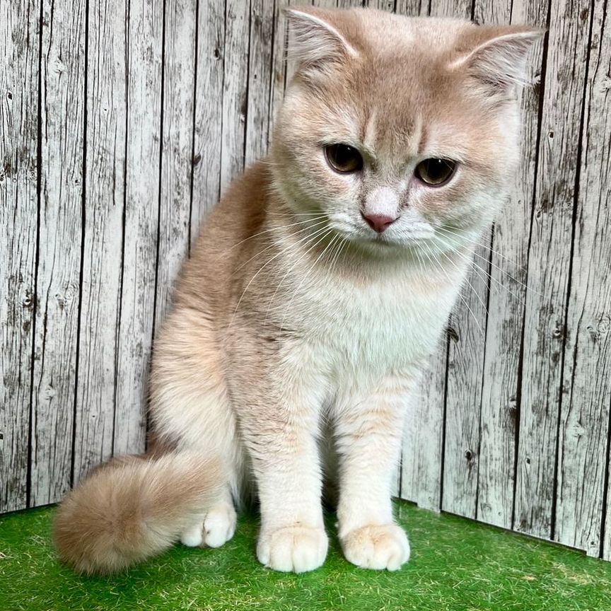 Британский короткошёрстный кот, вязка